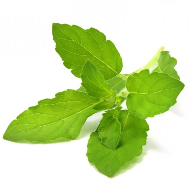 ORGANIC TULSI LEAVES – organiceastern